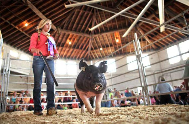 Self-identification required for Green County Fair pigs - Monroe Times