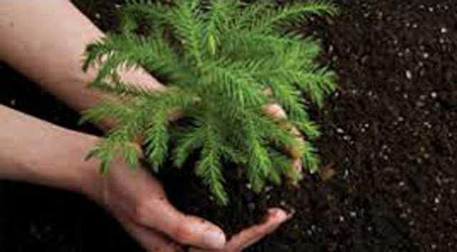 Students across Wisconsin helping the DNR to repopulate forests ...