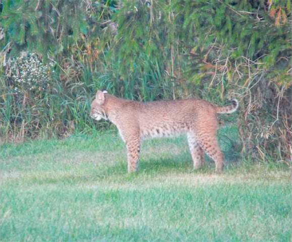 bobcat profile view