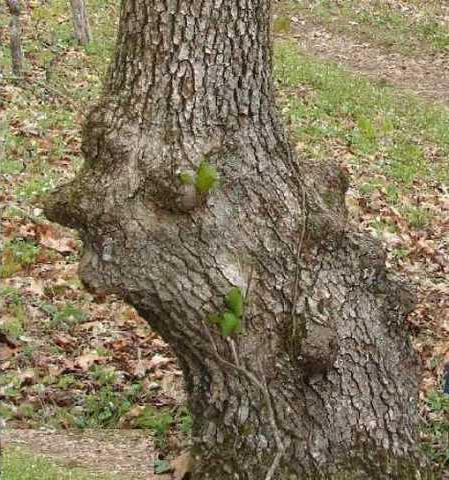 Meaning behind Indian trail marker trees remains a puzzle - SWNews4U