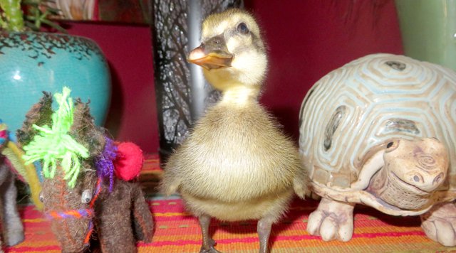 A bossy little duck is still living in paradise - SWNews4U