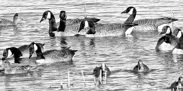 Wisconsin River Valley can be noisy in Spring - SWNews4U