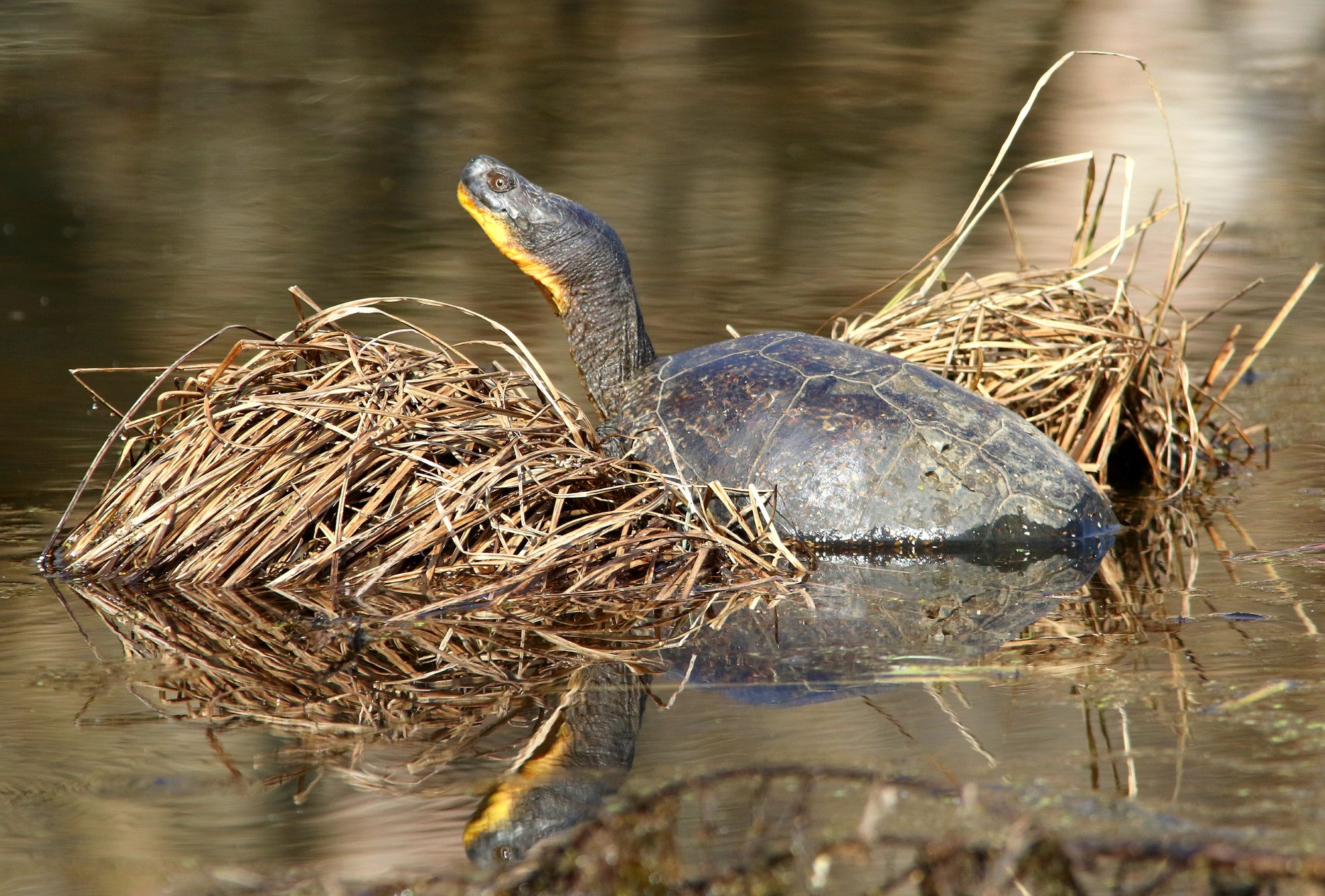 Mucking in a spring marsh - SWNews4U