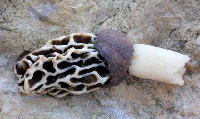 Memorable morel moments - SWNews4U