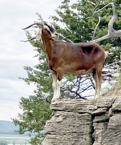 Public’s help requested in locating renegade goat - SWNews4U