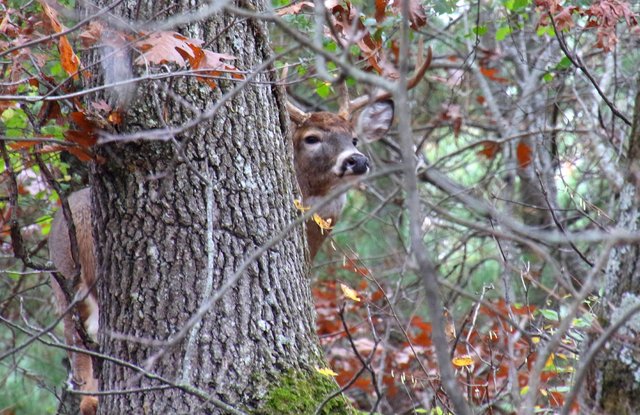 Bird feeding fuels wildlife enjoyment - SWNews4U