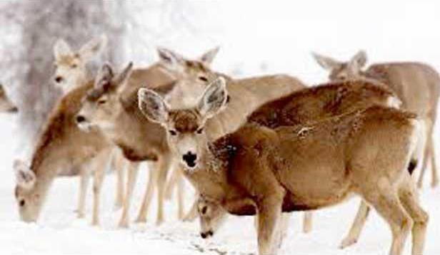 2023 gun deer hunt license sales and harvest totals now available ...