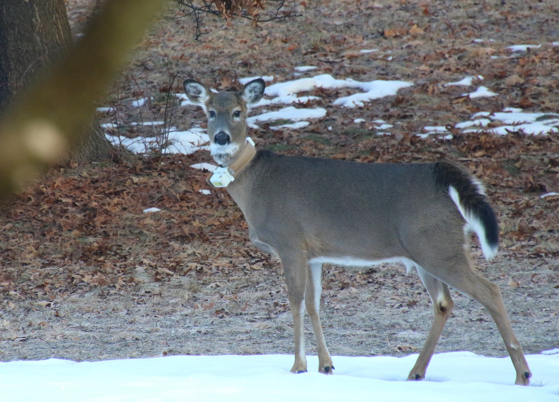 Warmth hinders deer research, sturgeon spearing, confuses spring - SWNews4U