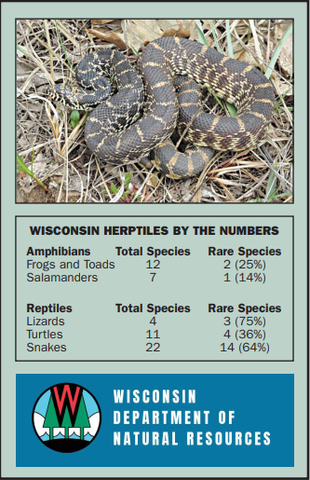 Watch for snakes, lizards, salamanders and frogs on Wisconsin’s roads ...