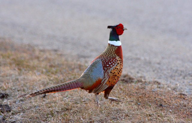 Pheasant opener releases ready - SWNews4U