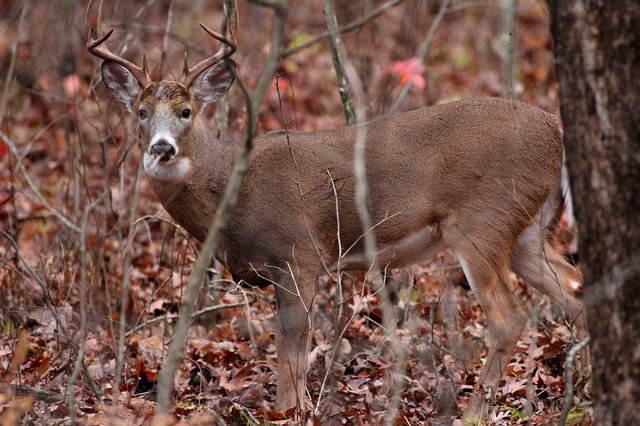 temperate deciduous forest deer