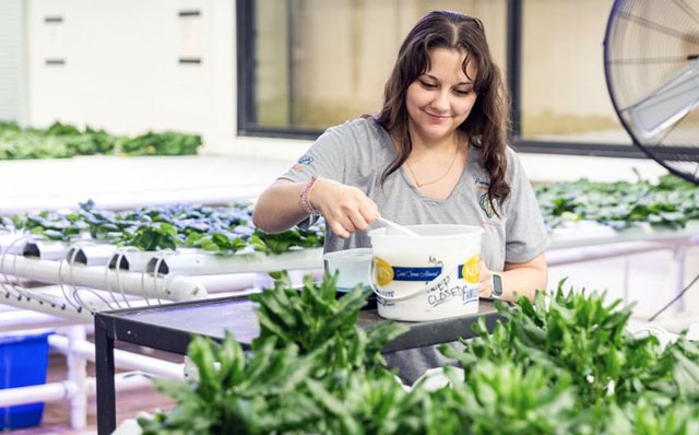 UWP hydroponics lab is growing the future of education, nutrition and ...