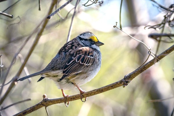 Wisconsin Fat Bird Week is back May 2-9 - Monroe Times
