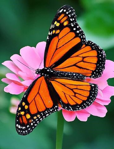 ‘Understanding Butterflies’ at Blanchardville Library - Monroe Times
