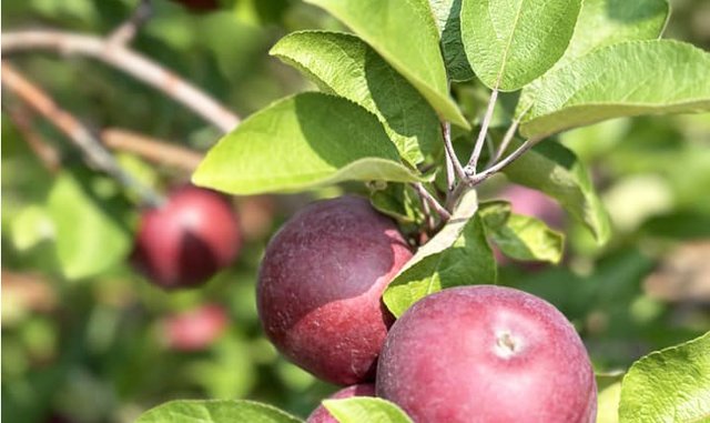 It’s Apple Festival this weekend - SWNews4U