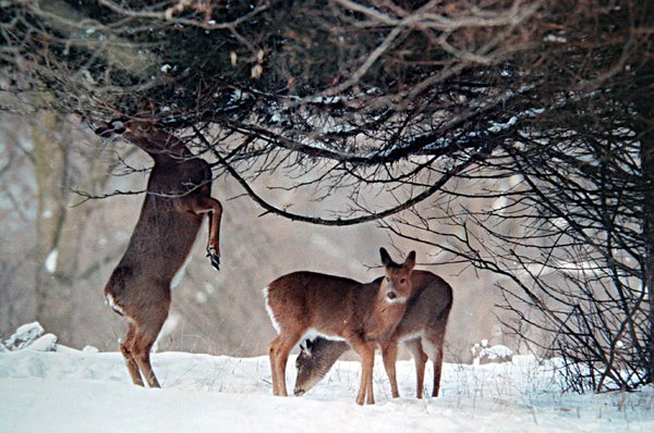 Deer hunters are encouraged to take advantage of opportunities - Monroe ...