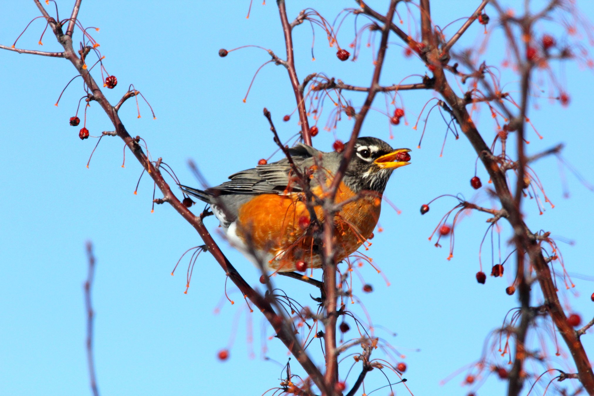 Bird feeding need not be tidy - SWNews4U