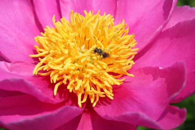 Darlington Garden Club still blooming after 85 years - Monroe Times